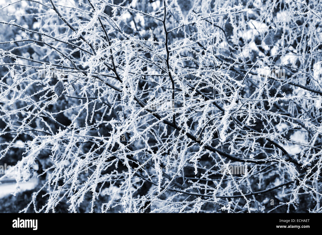 Covered by hoarfrost hi-res stock photography and images - Alamy