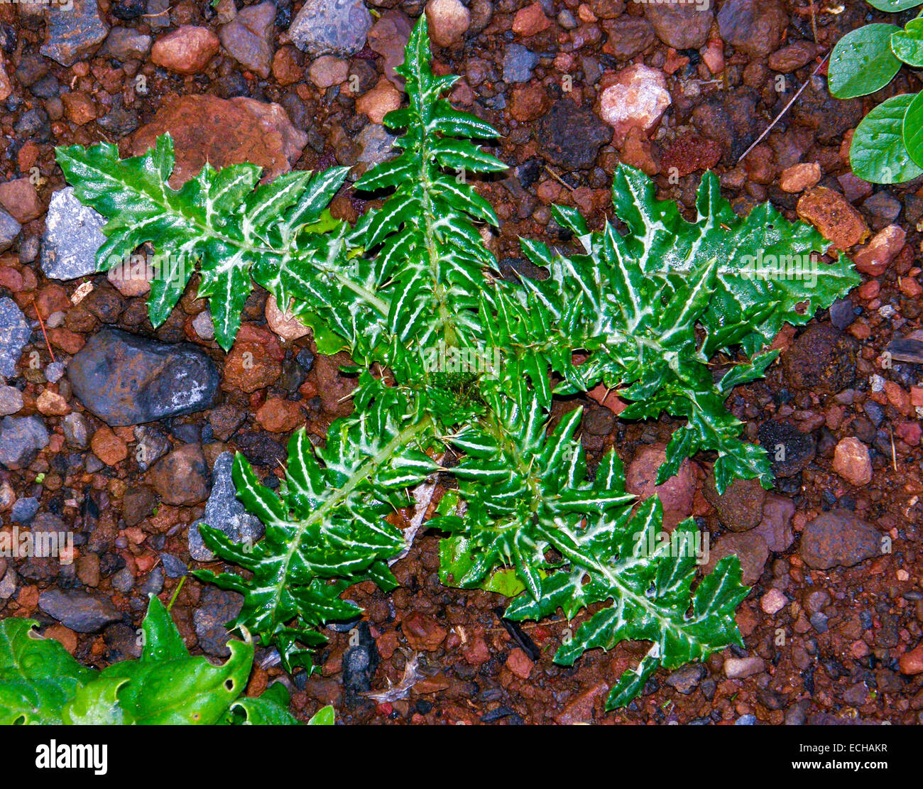 Argemone mexicana flower plant hi-res stock photography and images - Alamy