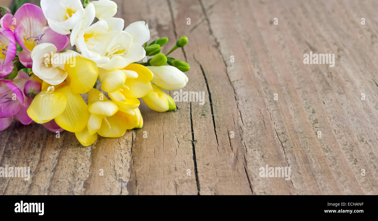 Freesia flower hi-res stock photography and images - Alamy