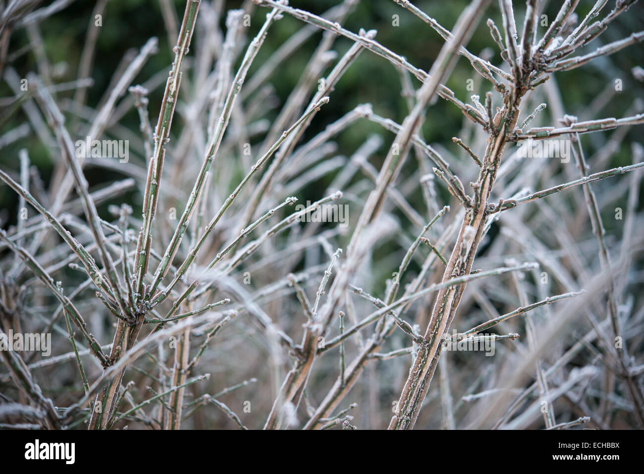Frosted branches of a winged Spindle bush on a chilly winter morning in ...