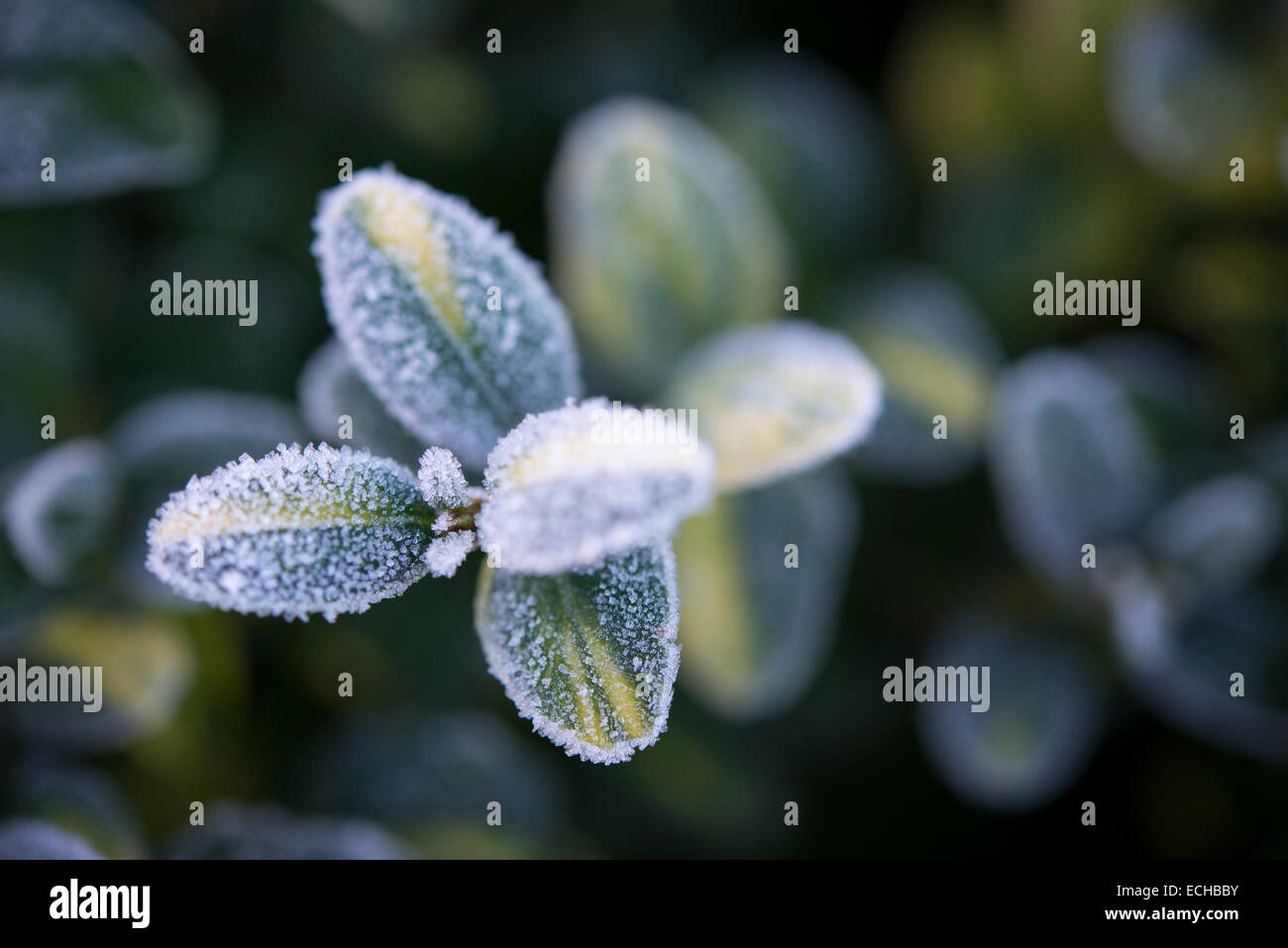 Frosted tips of a variegated Box (Buxus) shrub on a cold winter morning ...