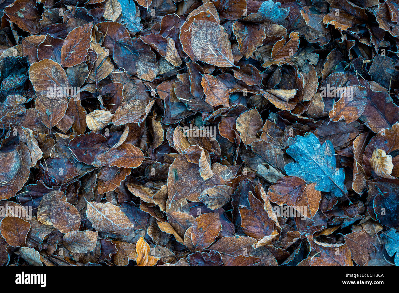 Frost fallen leaves hi-res stock photography and images - Alamy