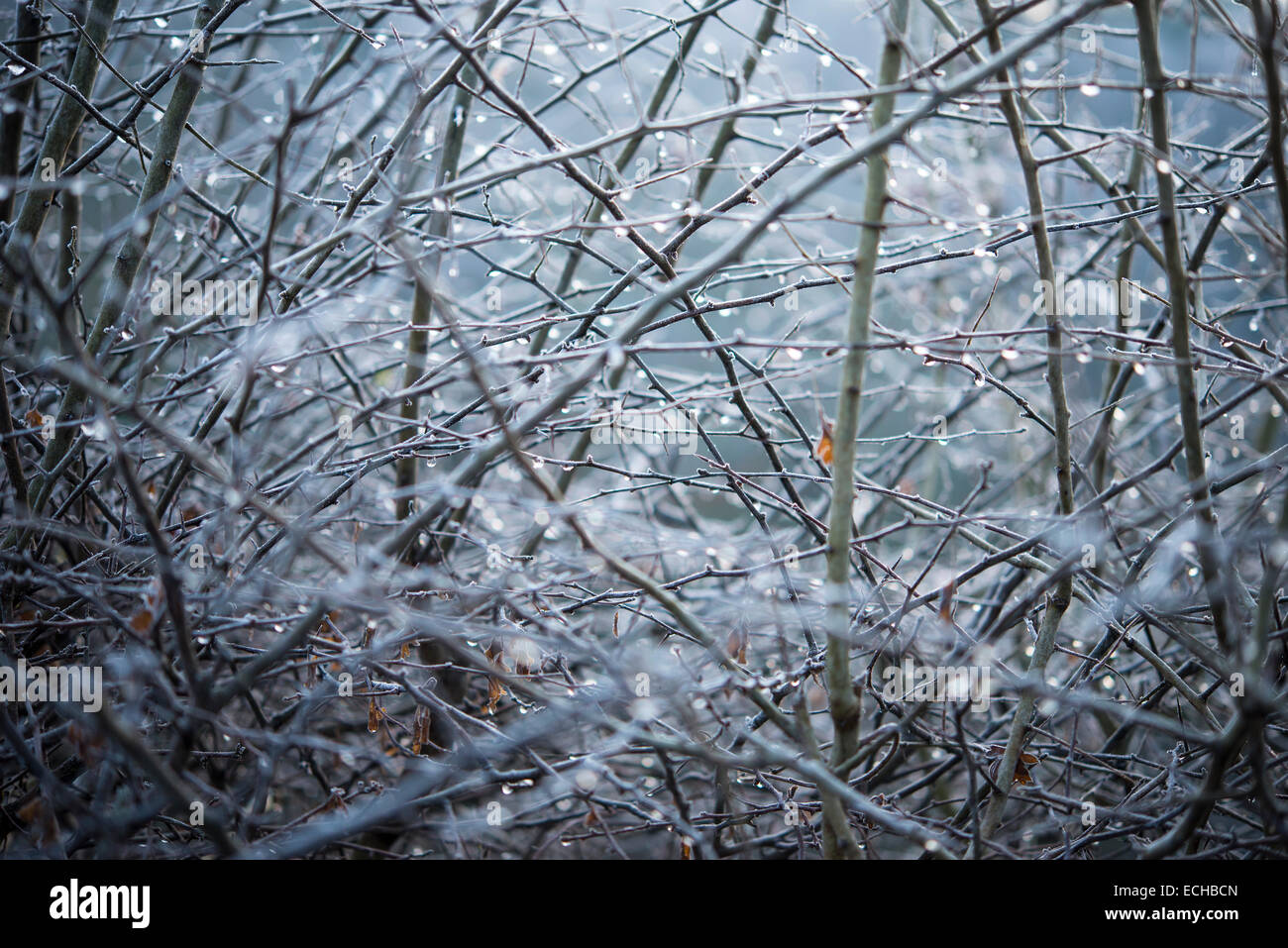 Winter hedge branches with frost and frozen water drops. Spiky Hawthorn ...