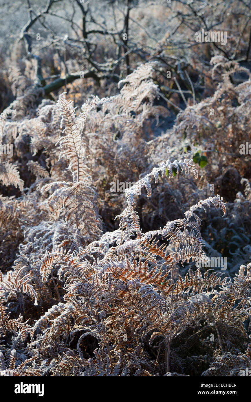 Frost sparkling hi-res stock photography and images - Alamy
