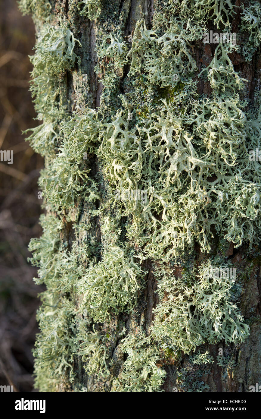 Lichen tree hi-res stock photography and images - Alamy