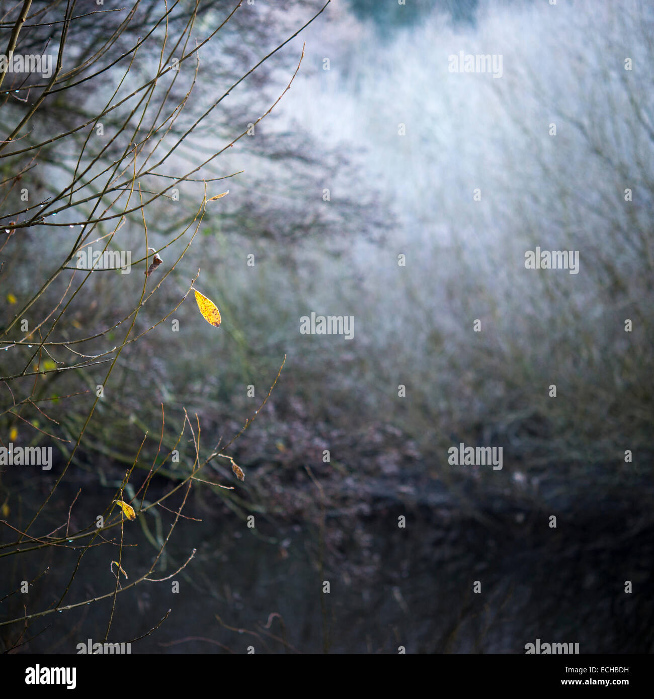 Lone leaf hanging onto the fine branches of a Willow tree beside the ...