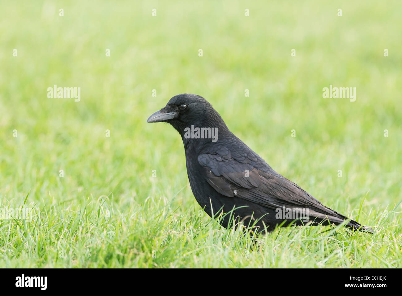 Carrion crow (Corvus corone corone Stock Photo - Alamy