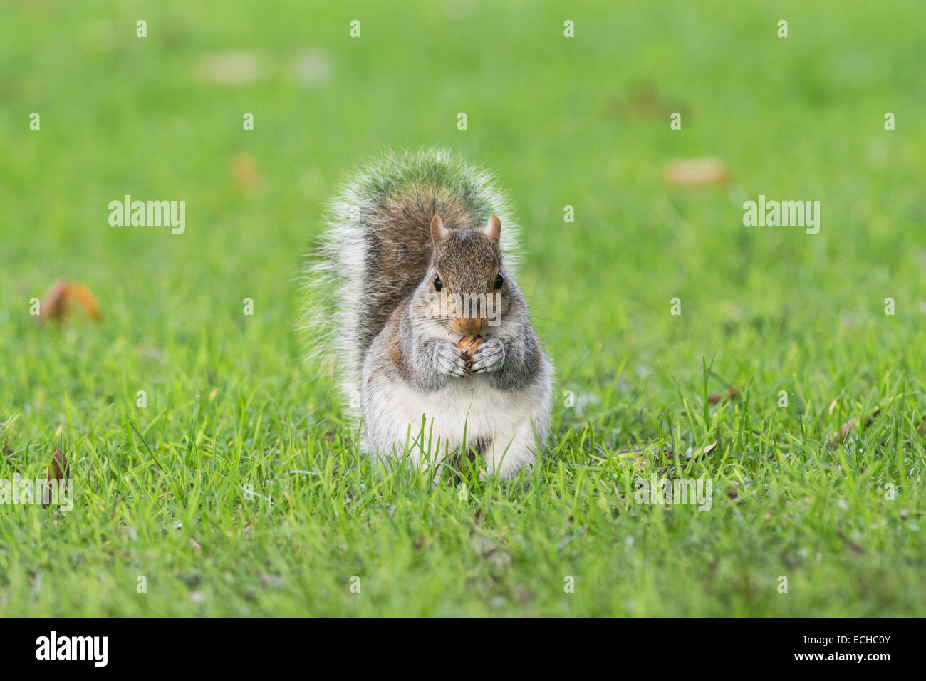 Invasive species in north america hi-res stock photography and images ...