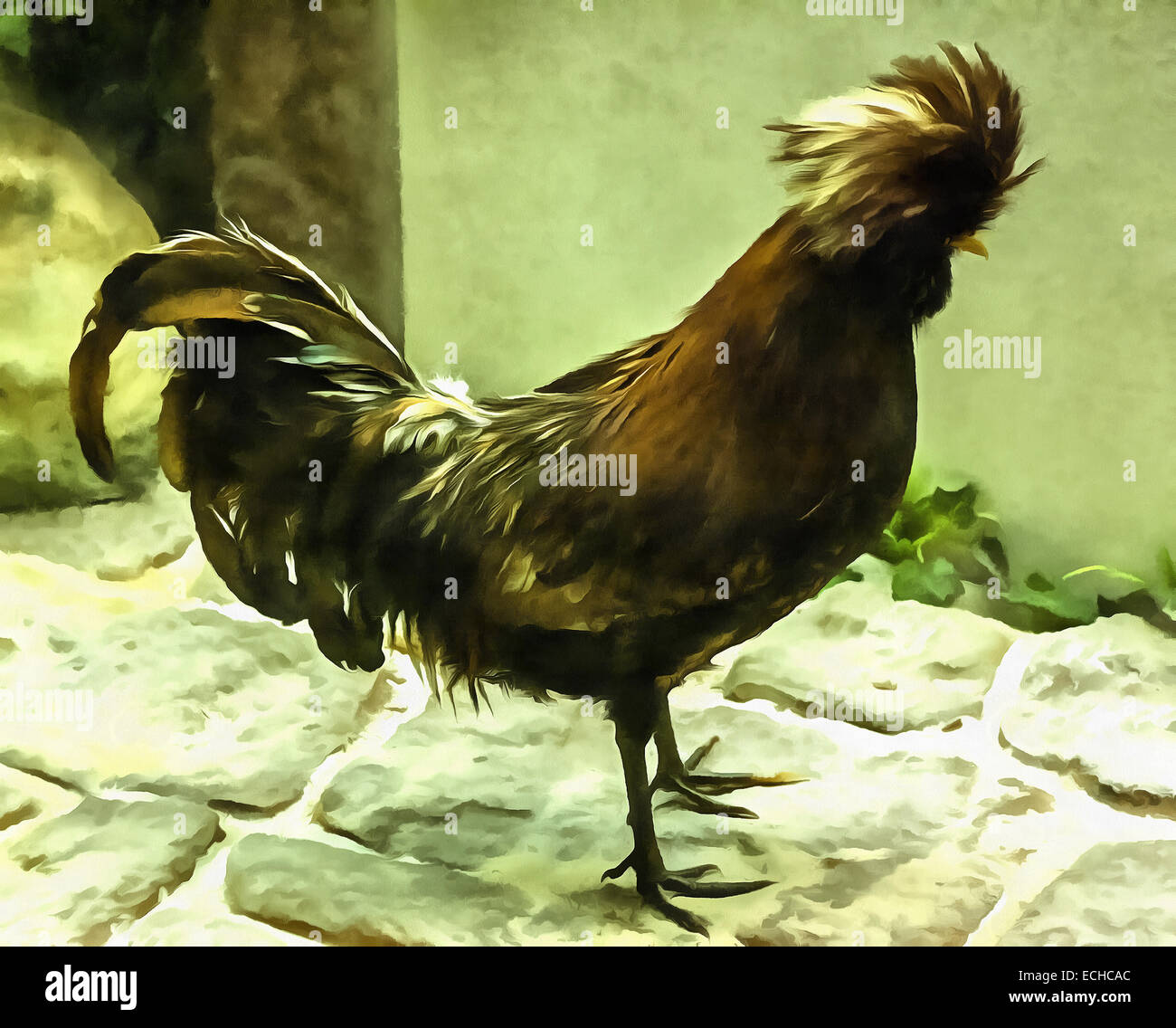 Paduan breed chickens. Refers to decorative breeds of chickens ...