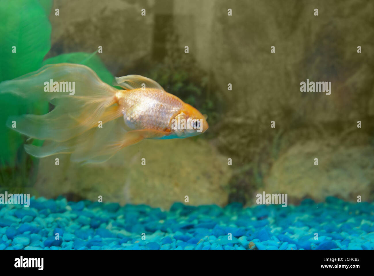 Tropical golden fish in aquarium Stock Photo - Alamy