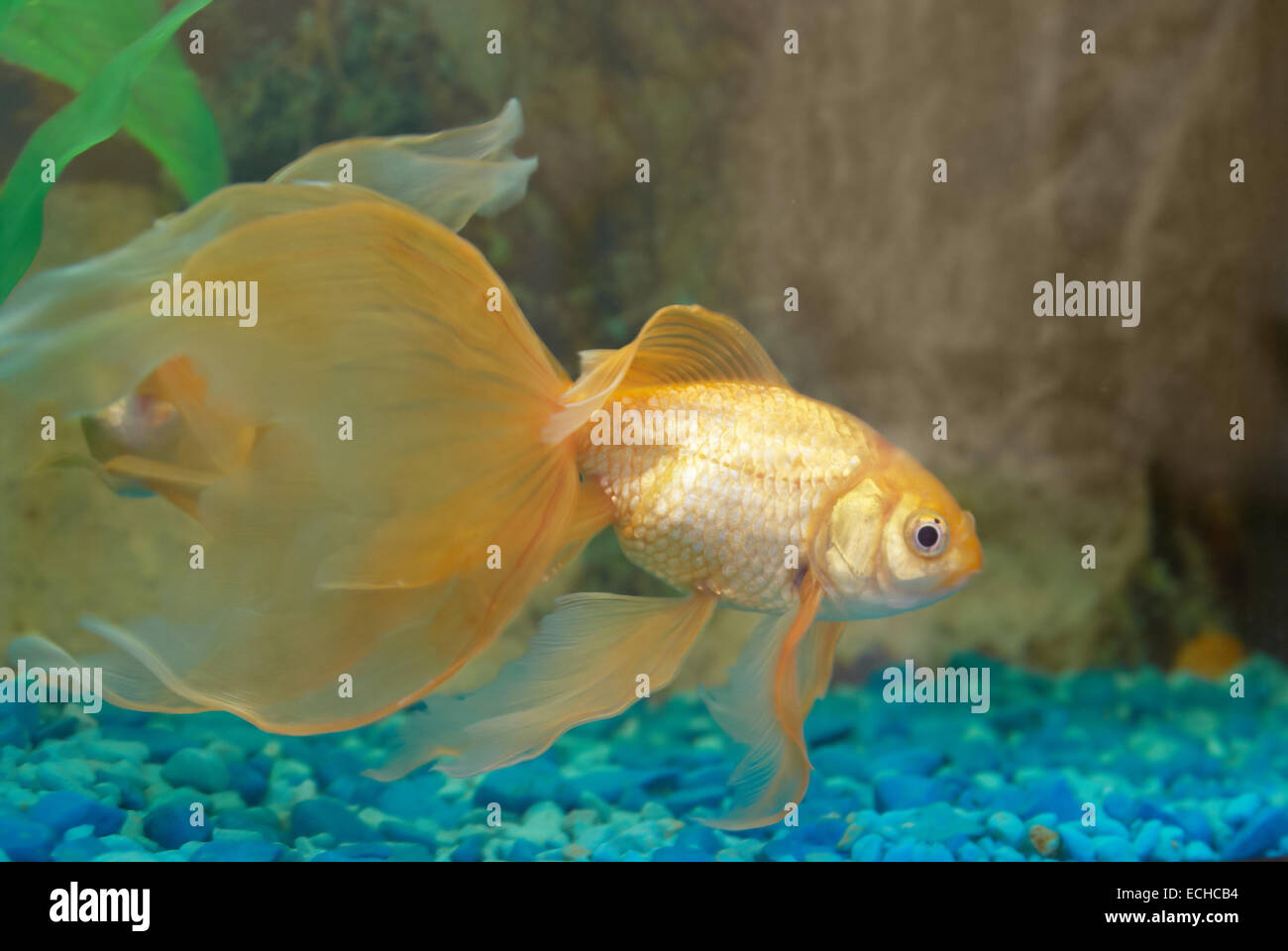Tropical golden fish in aquarium Stock Photo - Alamy