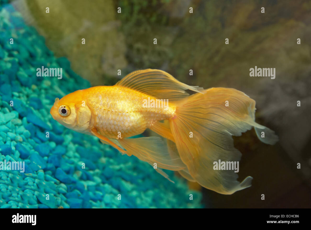 Tropical golden fish in aquarium Stock Photo - Alamy