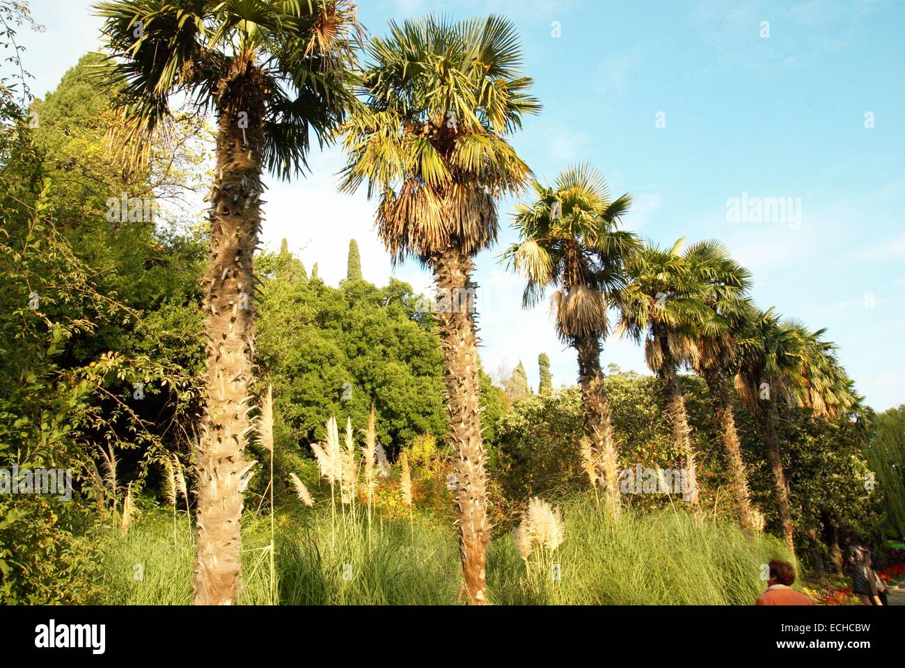 Palm trees line Stock Photo - Alamy