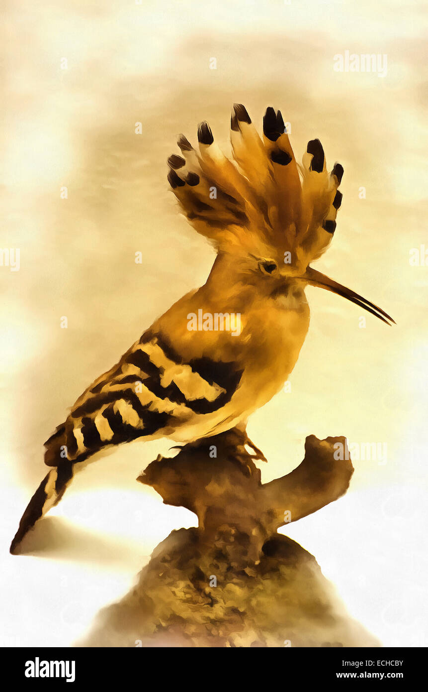 Long narrow beak hi-res stock photography and images - Alamy