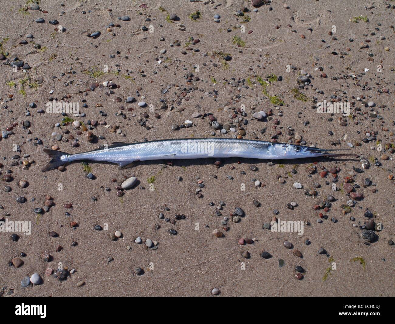 long garfish on sand background Stock Photo - Alamy