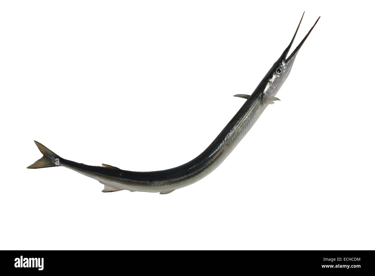 long garfish on white background Stock Photo - Alamy