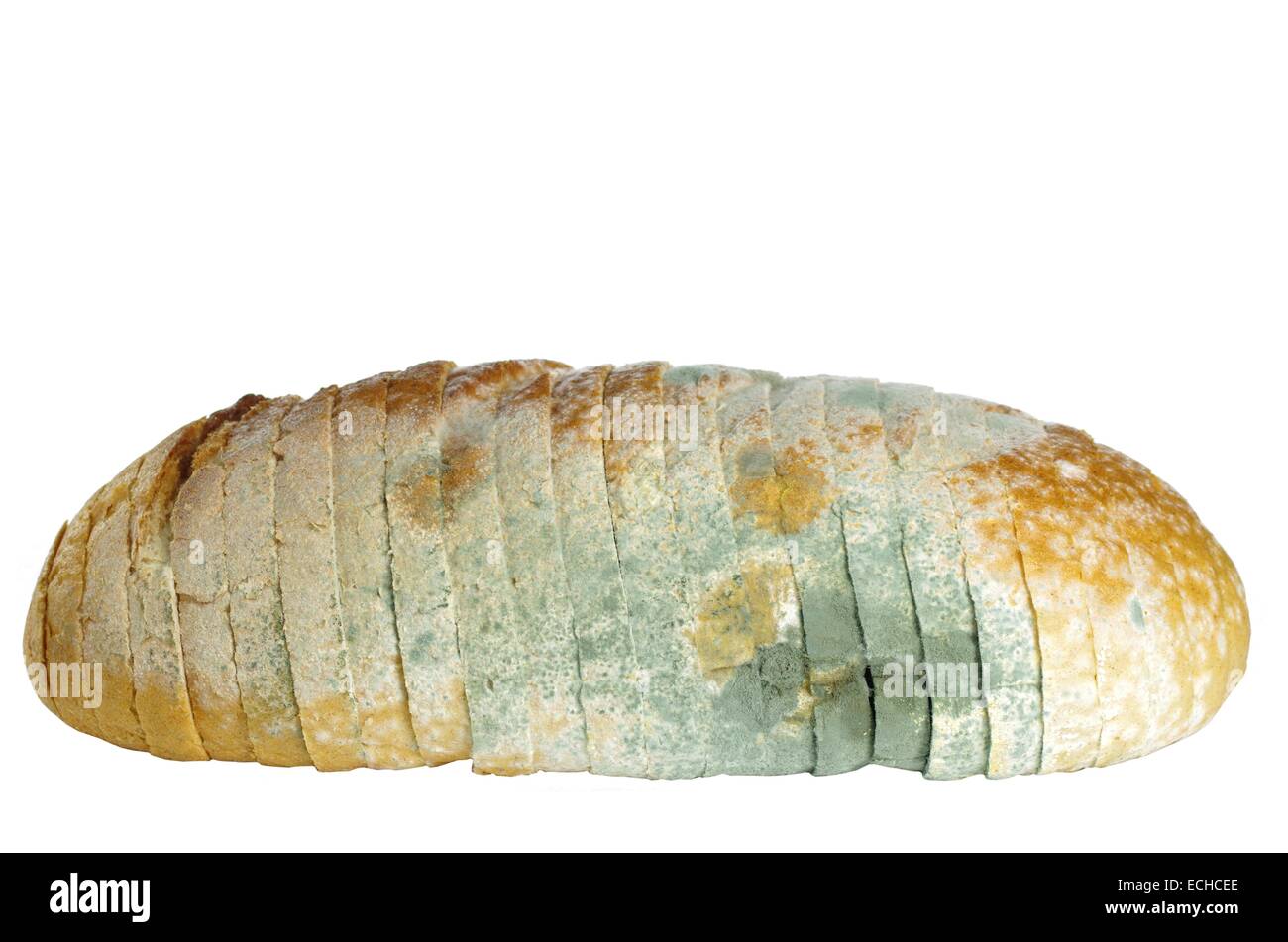 Penicillin mold hi-res stock photography and images - Alamy