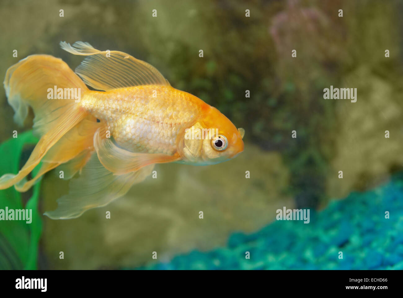 Tropical golden fish in aquarium Stock Photo - Alamy