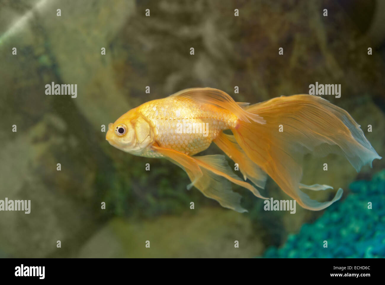 Tropical golden fish in aquarium Stock Photo - Alamy