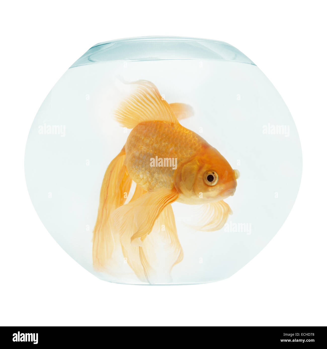 A golden fish in aquarium isolated on white Stock Photo - Alamy