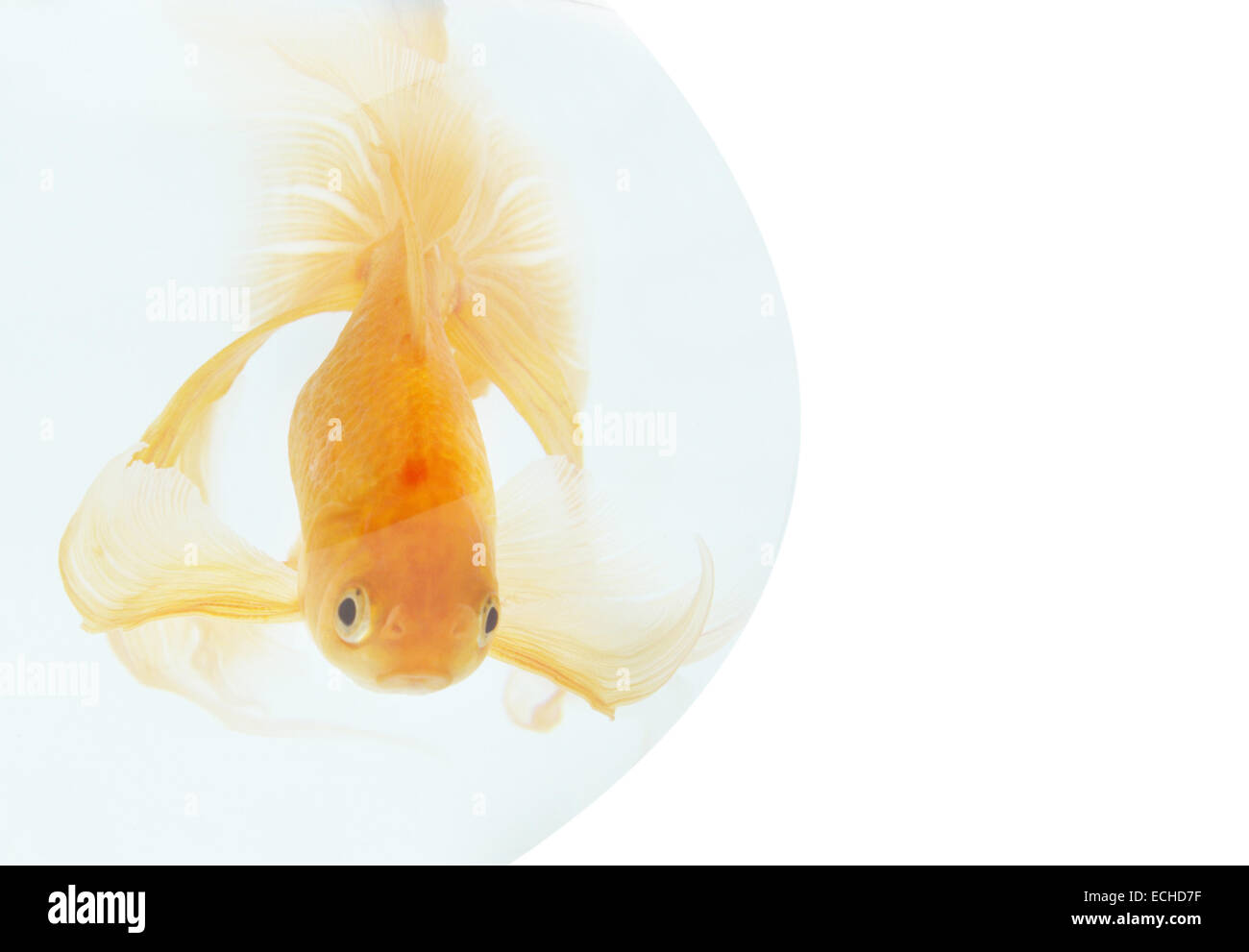 A golden fish in aquarium isolated on white Stock Photo - Alamy