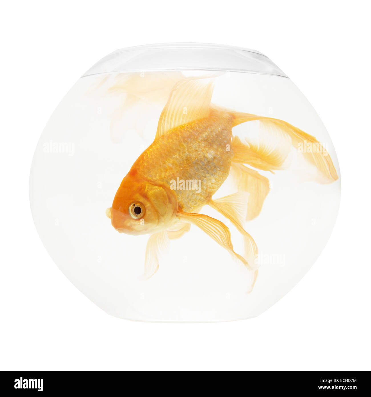A golden fish in aquarium isolated on white Stock Photo - Alamy