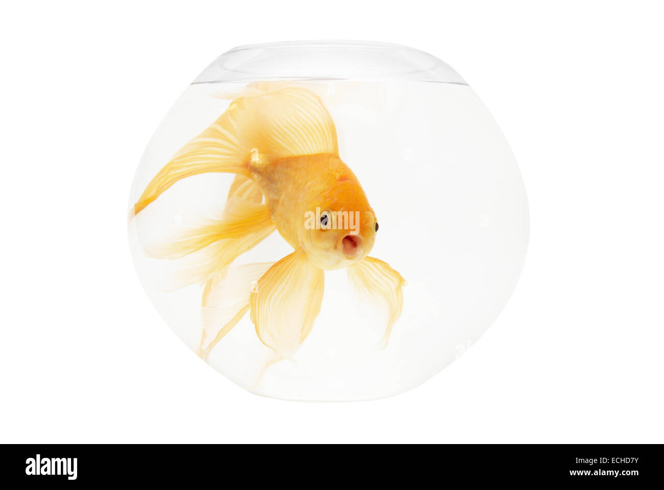 A golden fish in aquarium isolated on white Stock Photo - Alamy