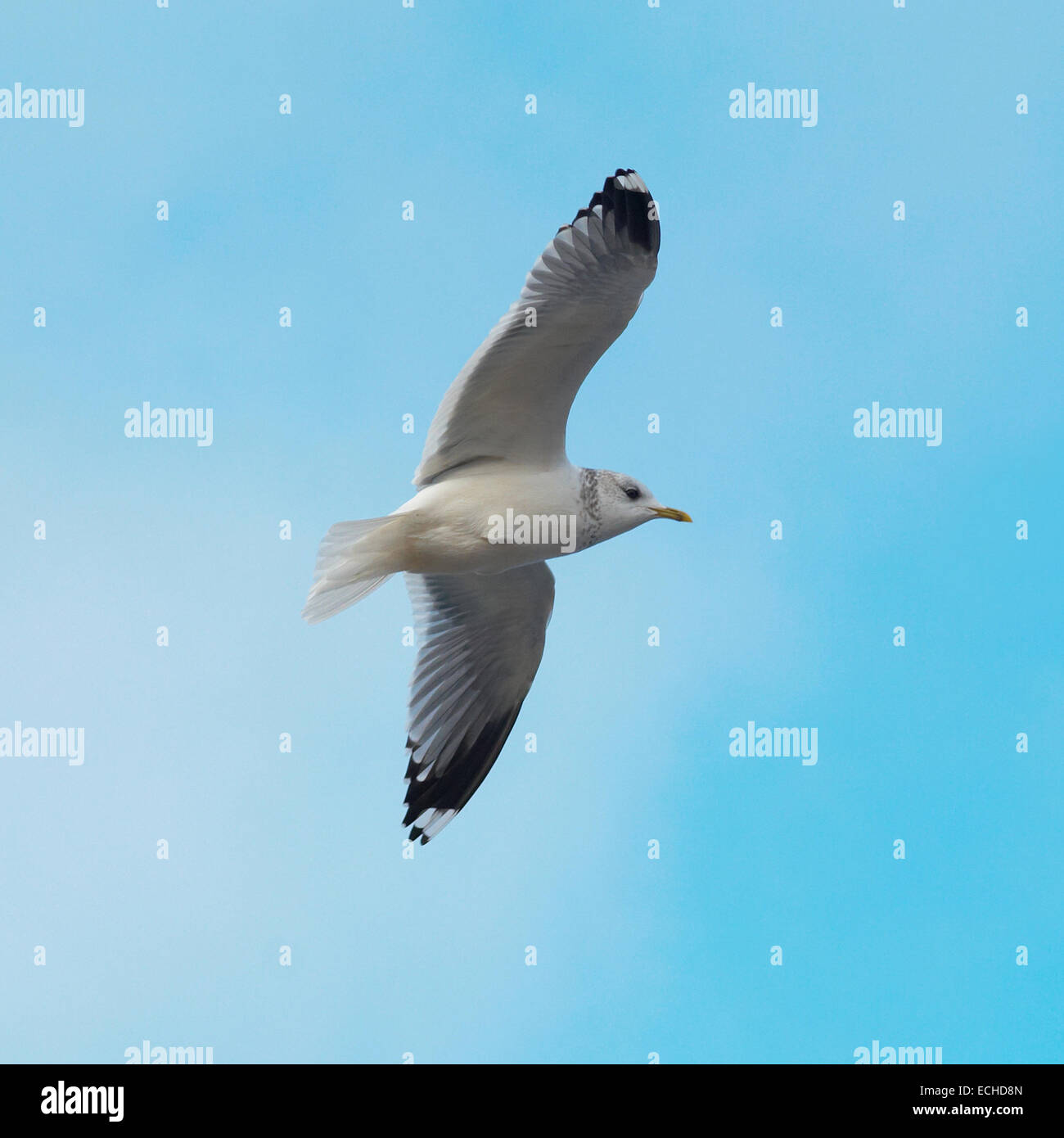 Seagull on the blue background Stock Photo - Alamy