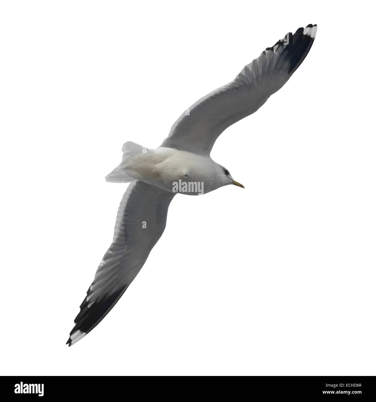 Seagull isolated on white background Stock Photo - Alamy