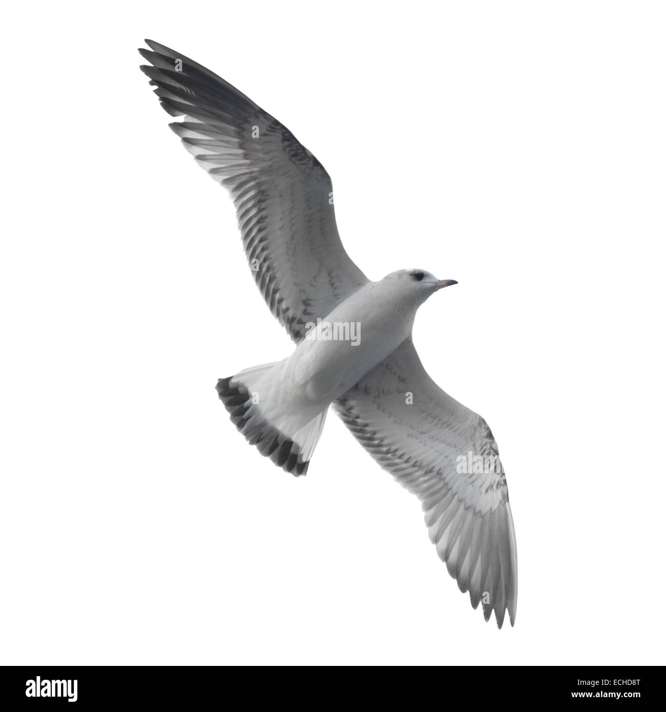 Seagull isolated on white background Stock Photo - Alamy