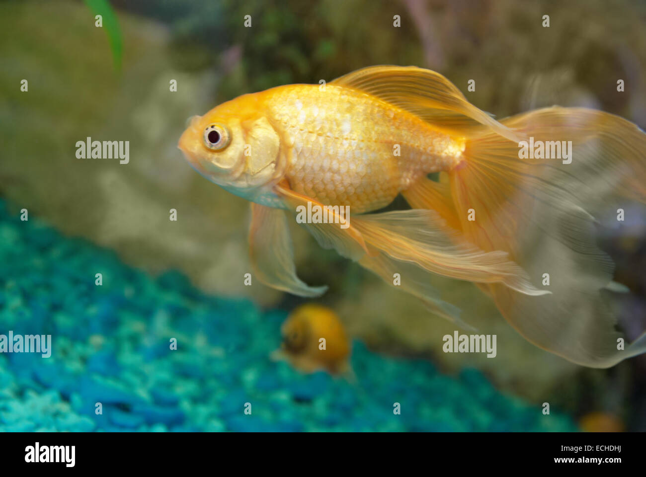 Tropical golden fish in aquarium Stock Photo - Alamy