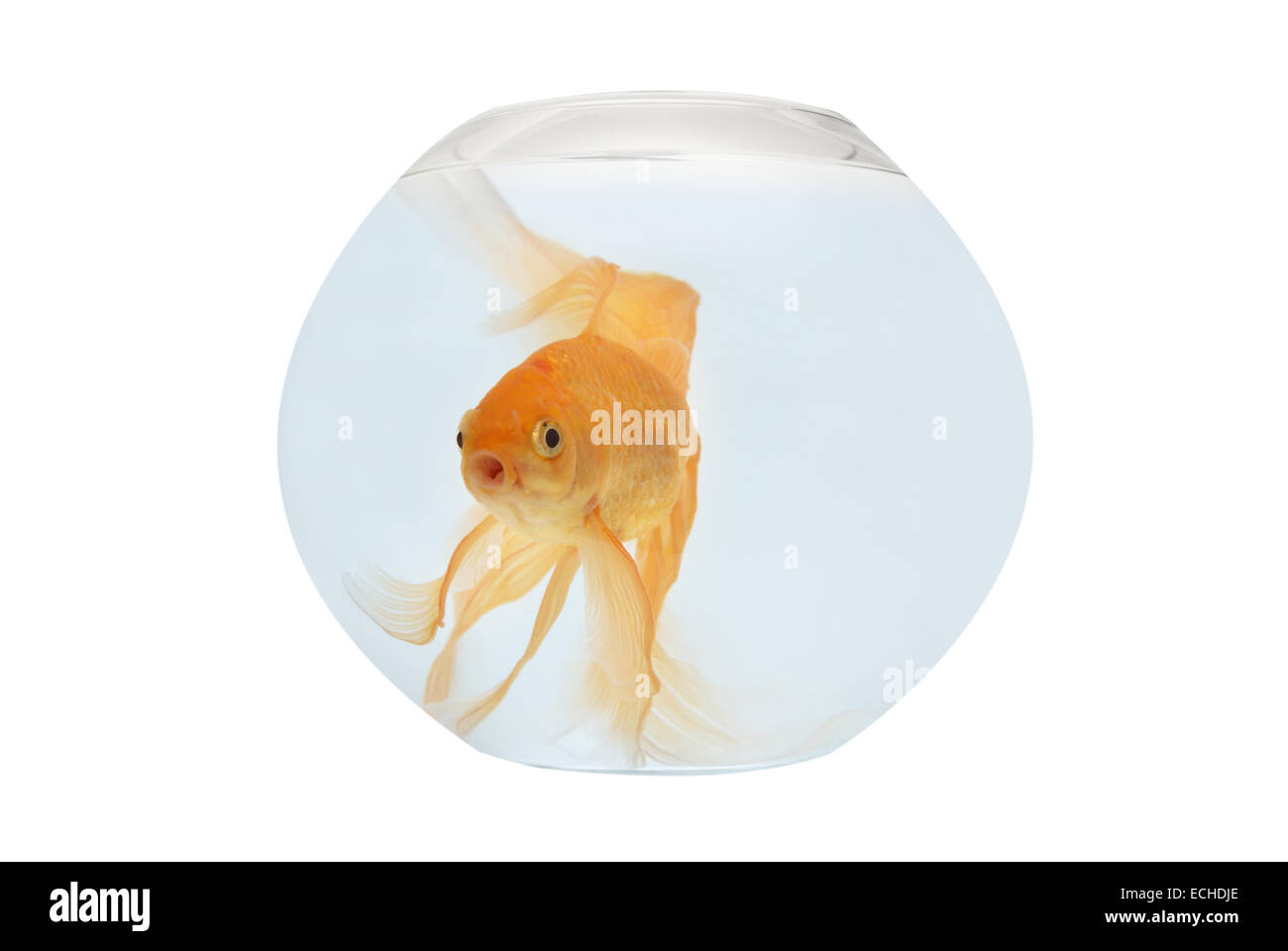 A golden fish in aquarium isolated on white Stock Photo - Alamy