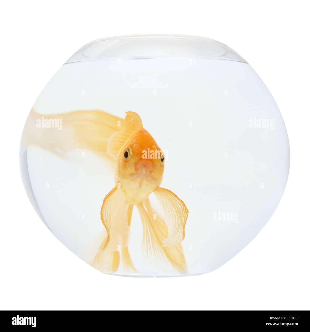 A golden fish in aquarium isolated on white Stock Photo - Alamy