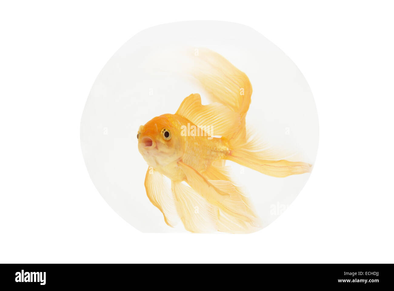 A golden fish in aquarium isolated on white Stock Photo - Alamy