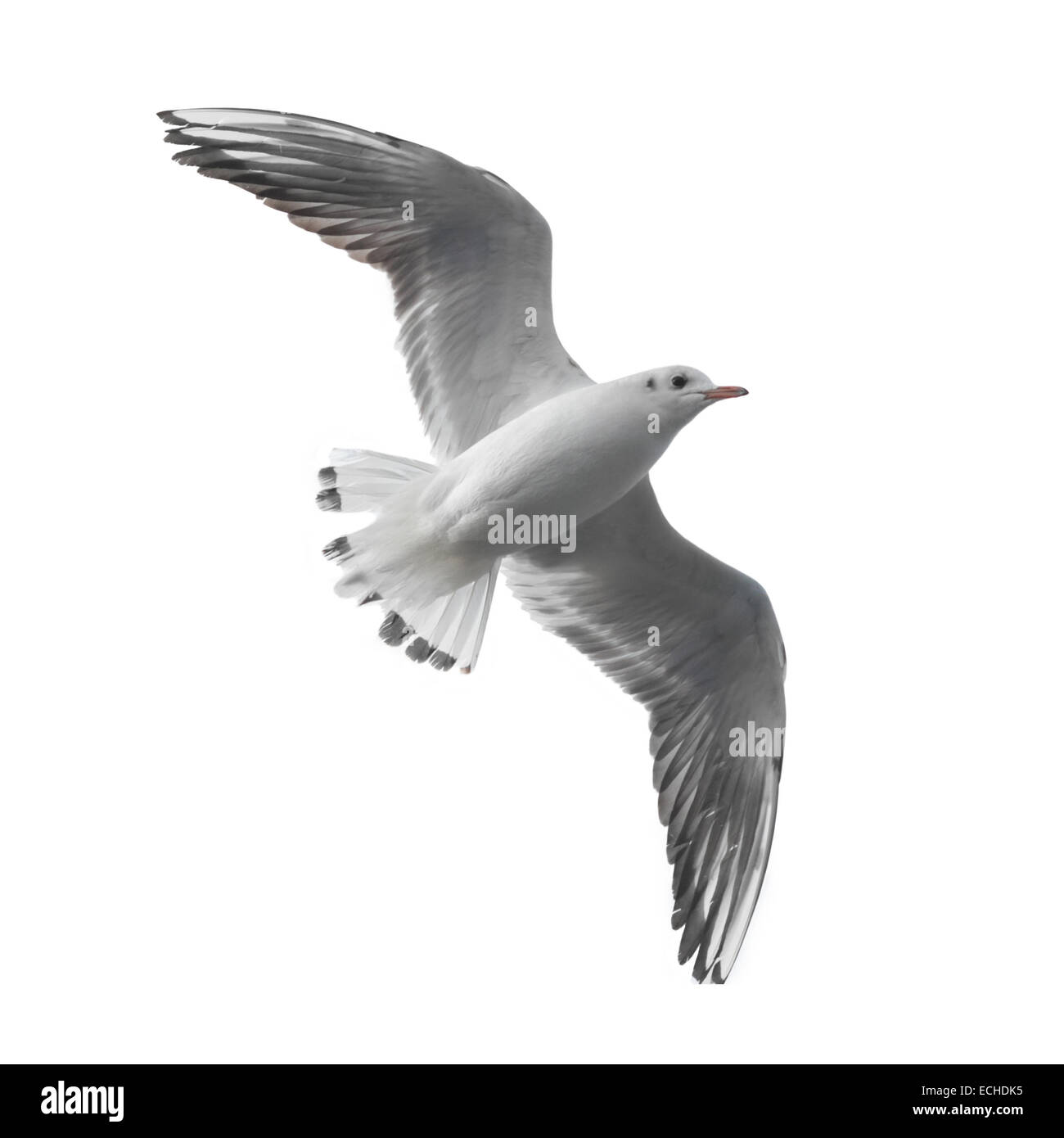 Seagull on the blue background Stock Photo - Alamy