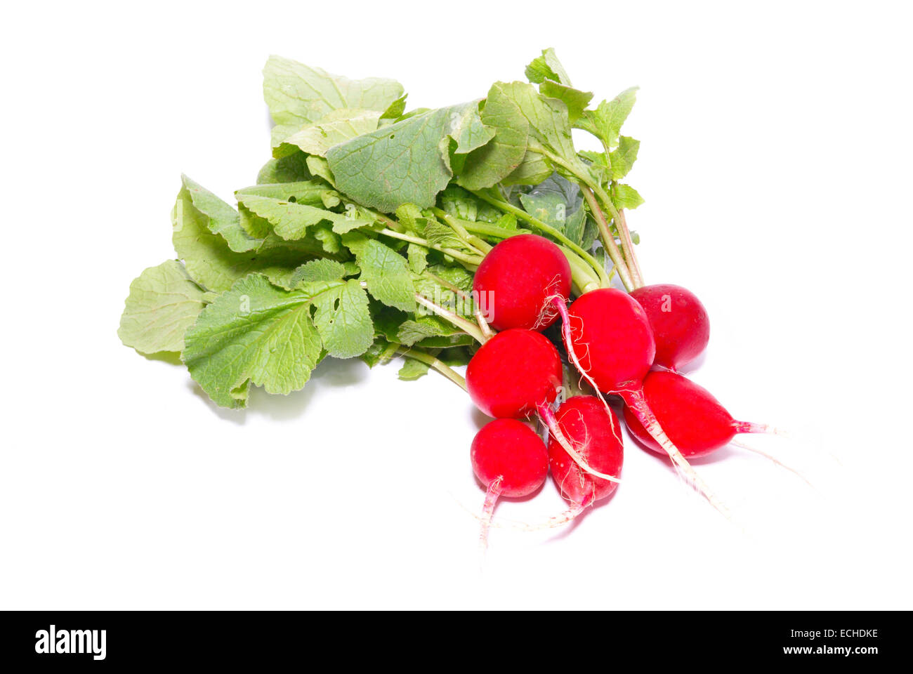 Bunch of red radish isolated on white Stock Photo - Alamy