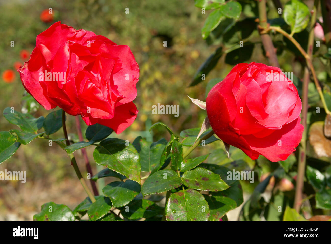 Two red rose Stock Photo - Alamy