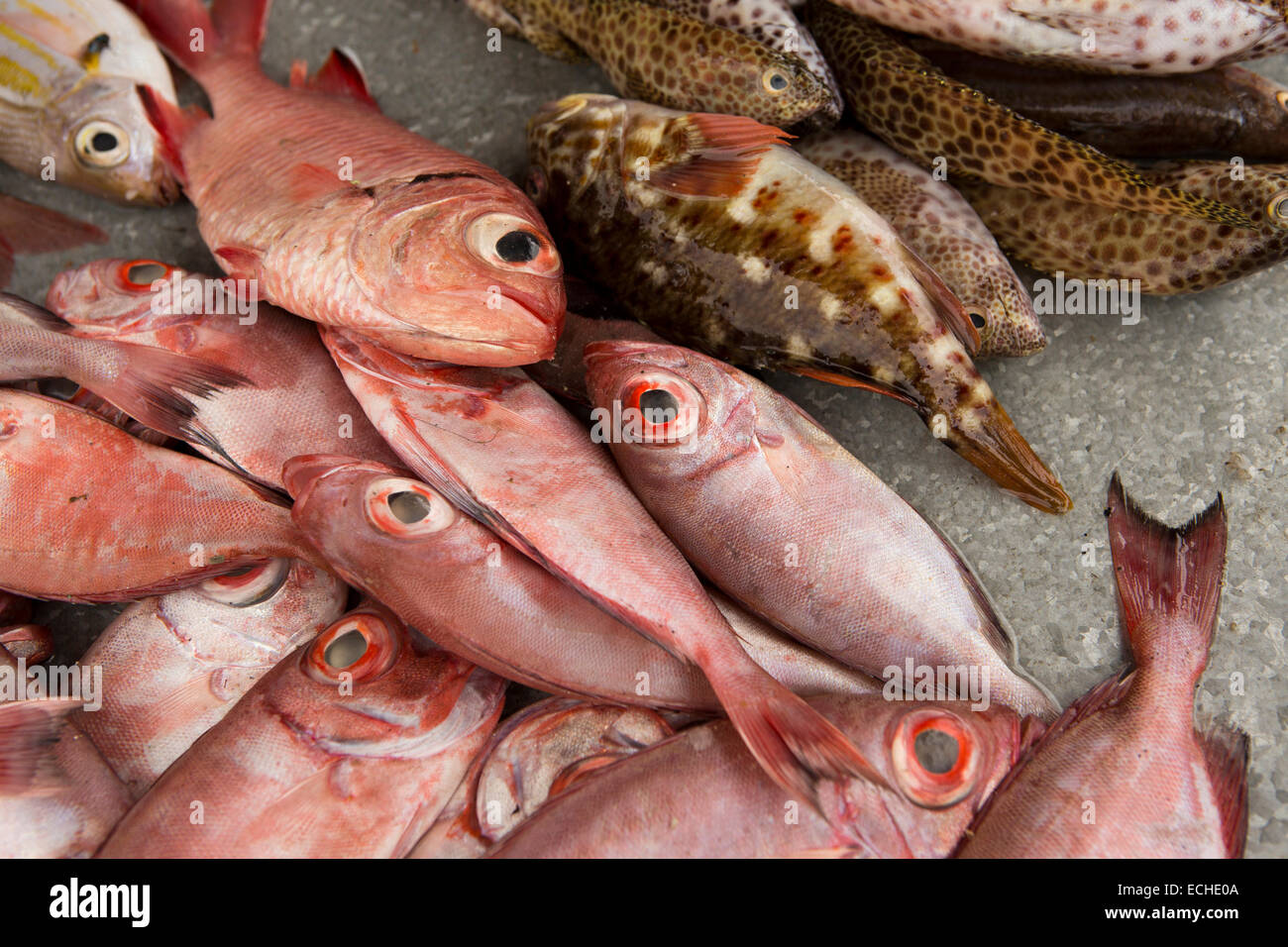 Mauritius, Mahebourg, freshly caught reef fish red snappers on roadside ...