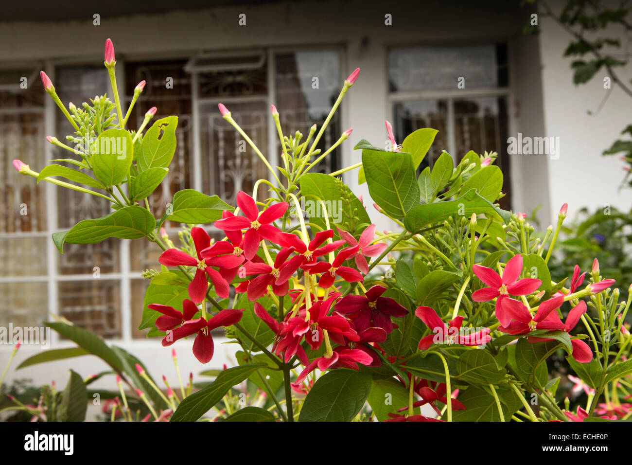 Tropical hedge plant hi-res stock photography and images - Alamy