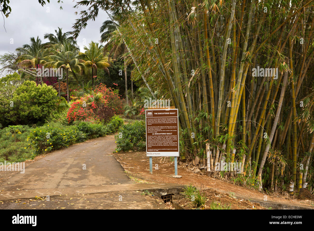 Mauritius, Mahebourg, large bamboo in Biscuiterie Rault Manioc Tapioca ...