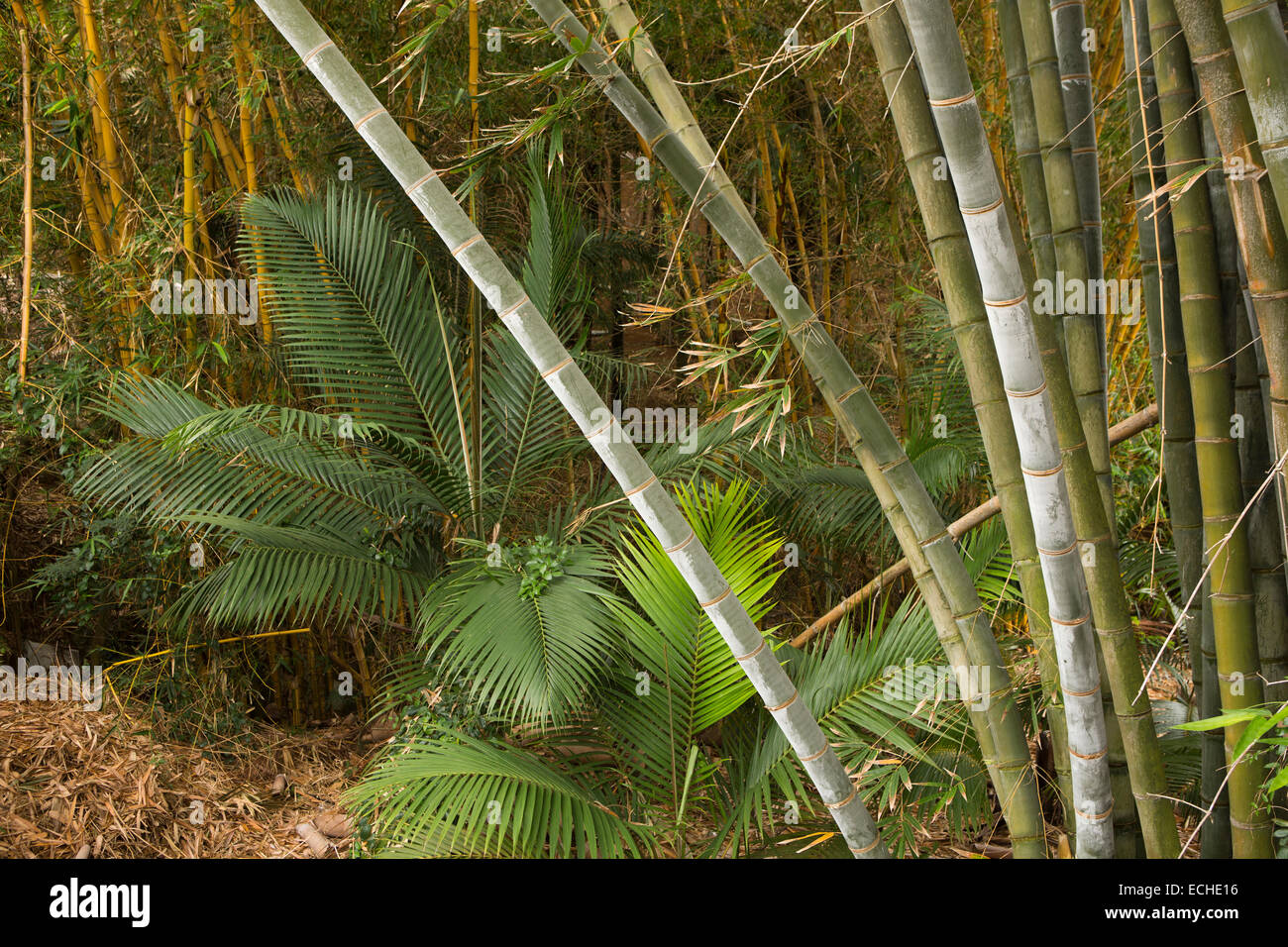 Mauritius, Mahebourg, bamboo and palm fronds in Biscuiterie Rault ...