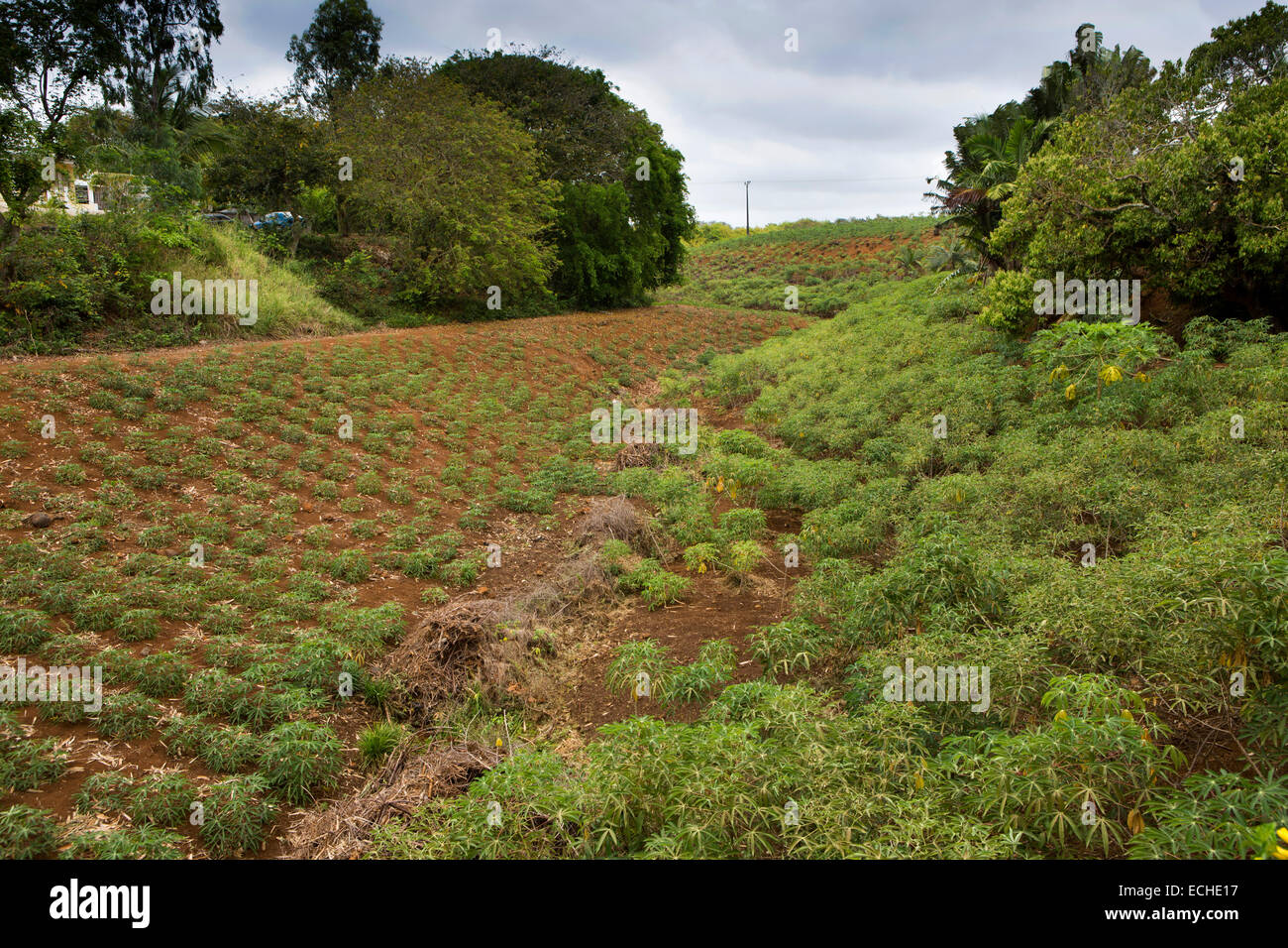 Mauritius, Mahebourg, Biscuiterie Rault Manioc Biscuit factory, Tapioca ...