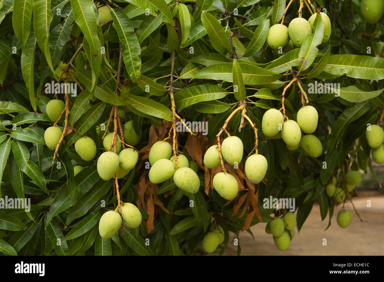 Mangoes growing mango tree hi-res stock photography and images - Alamy