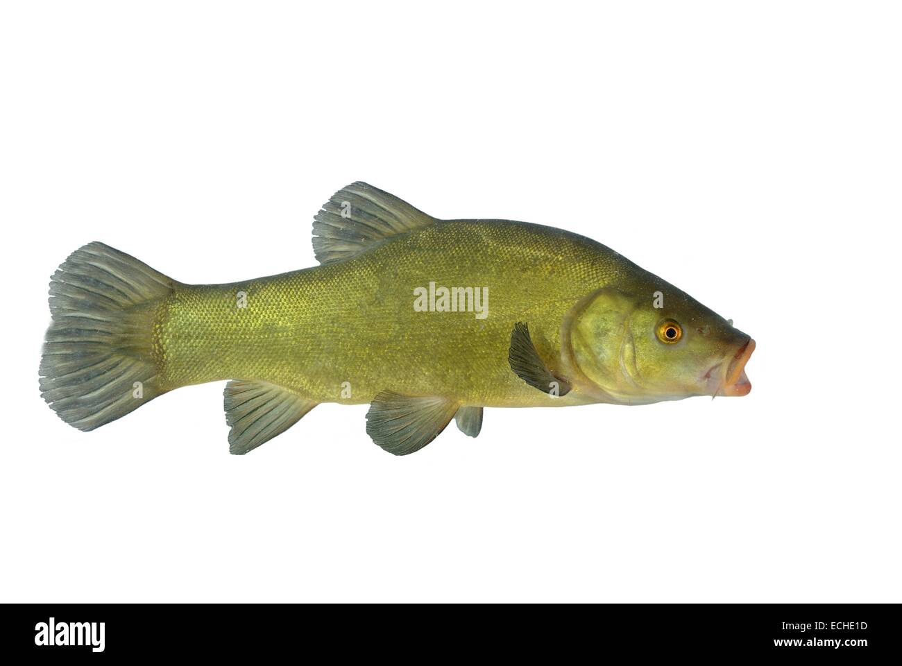 flowing tench on white background Stock Photo - Alamy