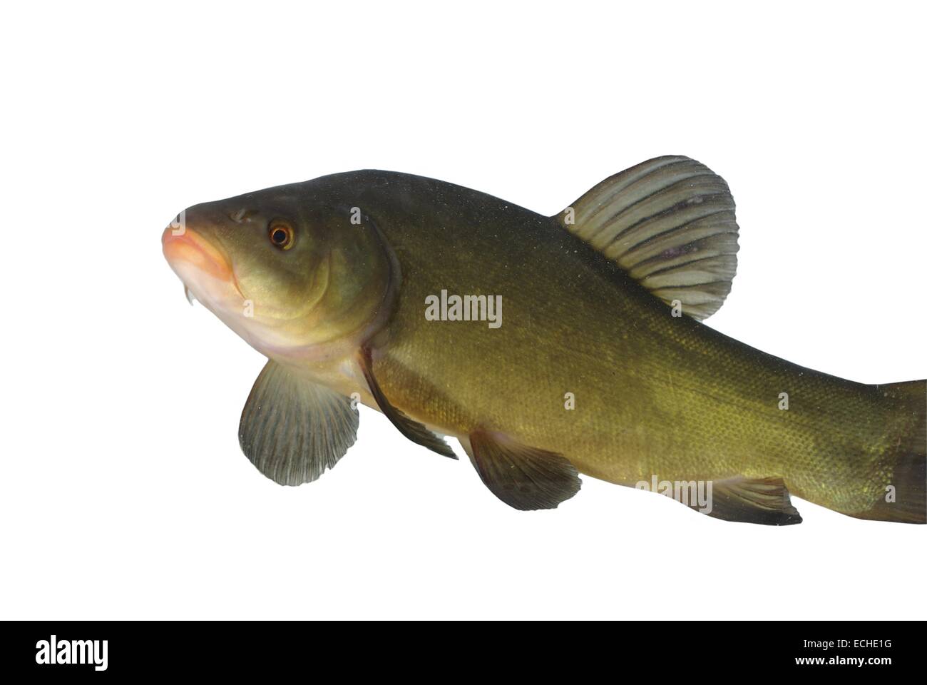 flowing tench on white background Stock Photo - Alamy