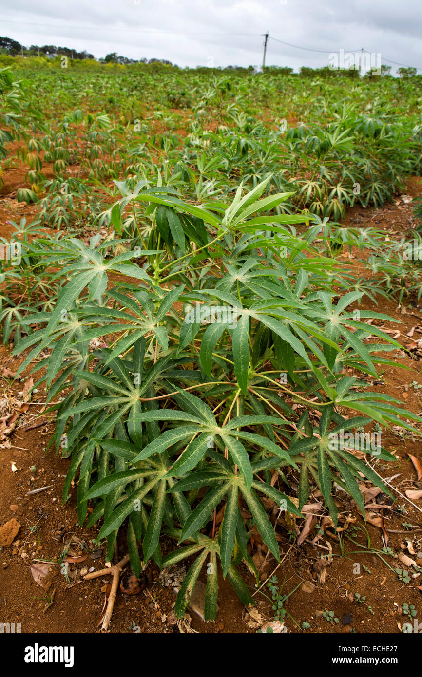 Mauritius, Mahebourg, Biscuiterie Rault Manioc Biscuit factory, Tapioca ...