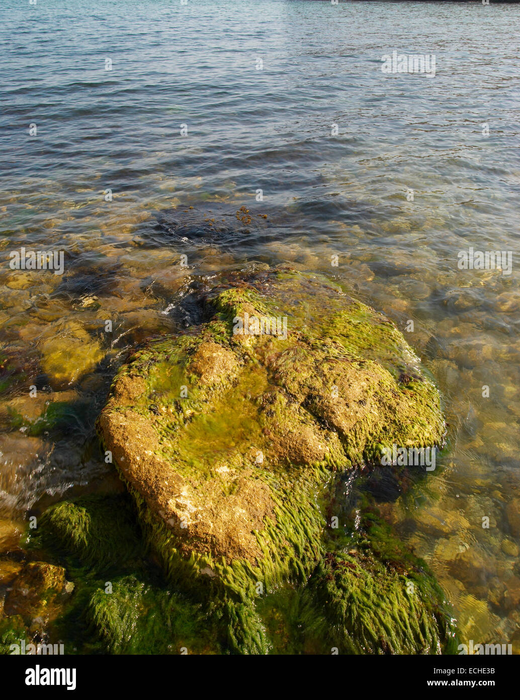 A big stone with green marine algae Stock Photo - Alamy