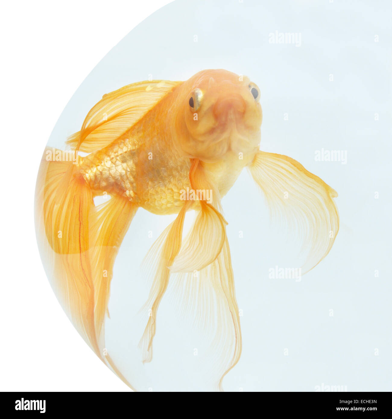 A golden fish in aquarium isolated on white Stock Photo - Alamy