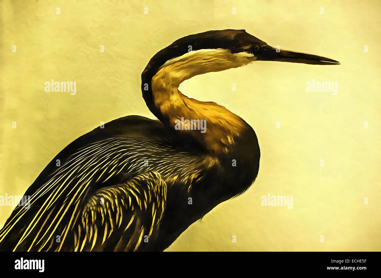 African darter (lat. Anhinga rufa) - species of birds of the family ...
