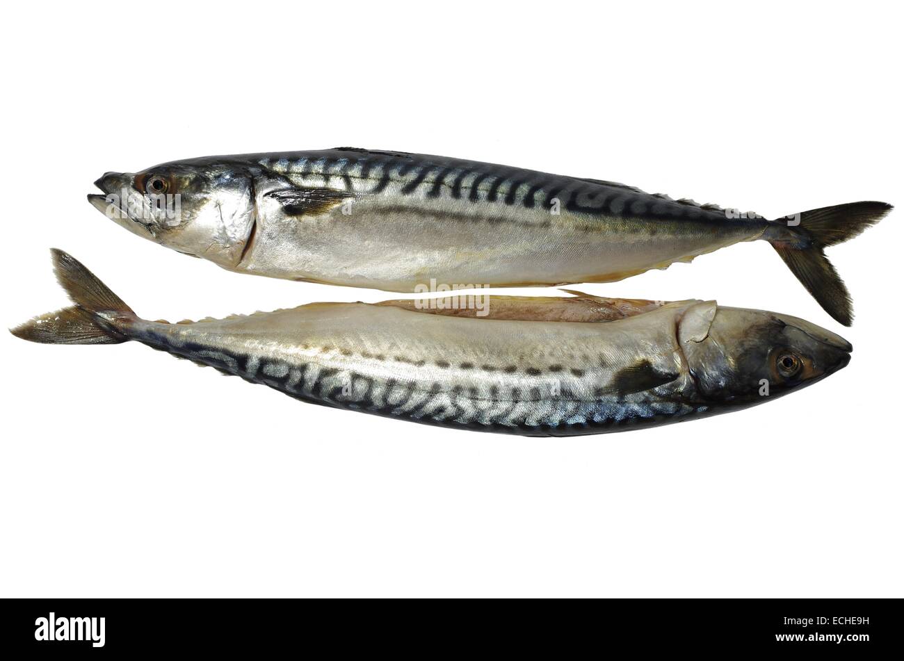 mackerel fish on a white background Stock Photo - Alamy